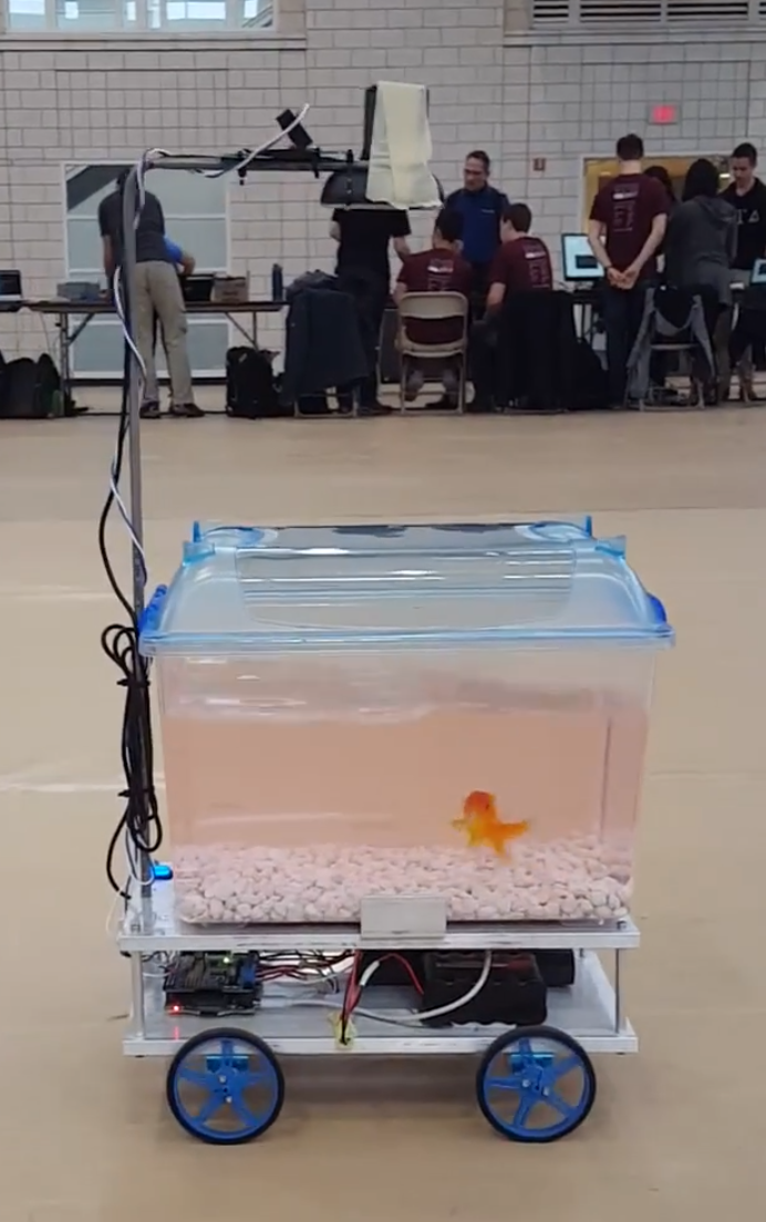 Pololu - Just Keep Swimming: a goldfish-steered mobile fish tank